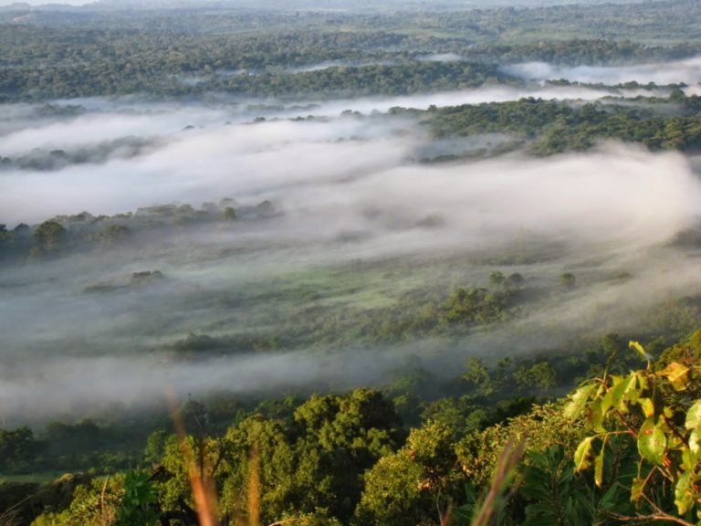 Kakamega Forest – a slab of tropical rain forest in Western Kenya ...