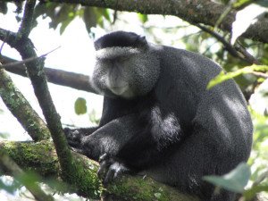 Kakamega Forest – a slab of tropical rain forest in Western Kenya ...