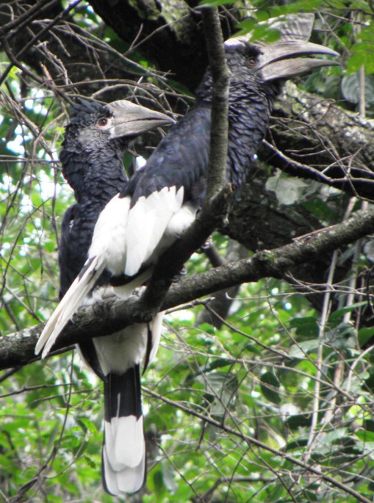 Kakamega Forest – a slab of tropical rain forest in Western Kenya ...