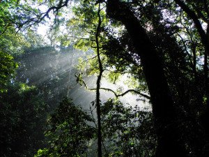 Kakamega Forest – a slab of tropical rain forest in Western Kenya ...