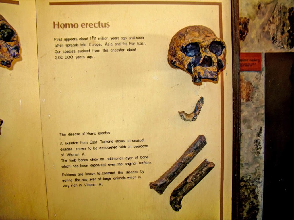 Koobi Fora Museum & Elephant Fossil site – Safari254