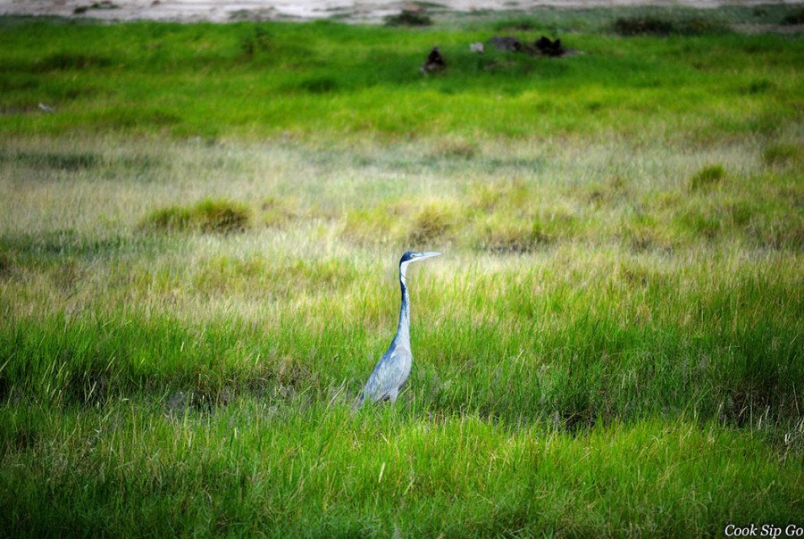 The Birds of Amboseli National Park – Safari254