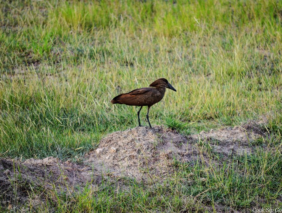 The Birds of Amboseli National Park – Safari254