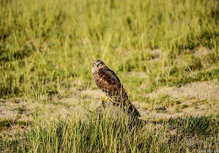 The Birds of Amboseli National Park – Safari254