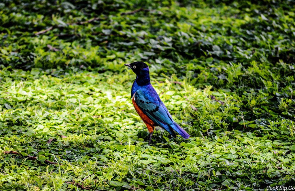 The Birds of Amboseli National Park – Safari254