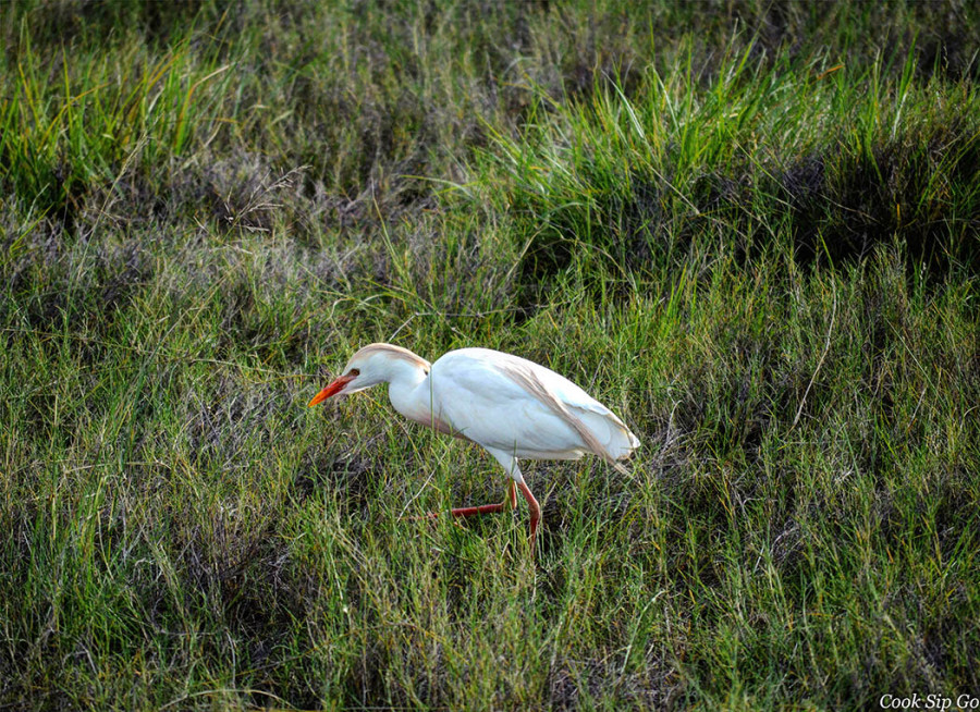 The Birds of Amboseli National Park – Safari254