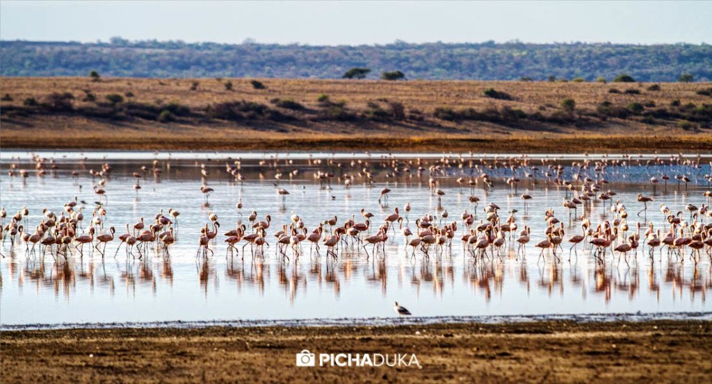 #OnetouchLive – Lakes Magadi and Natron – Safari254