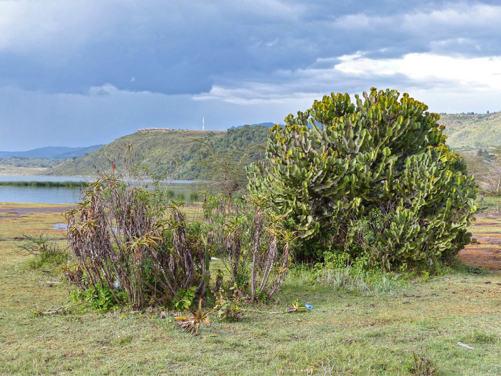 Lake Elementaita – Dramatic Scenery & Incredible Birdlife – Safari254