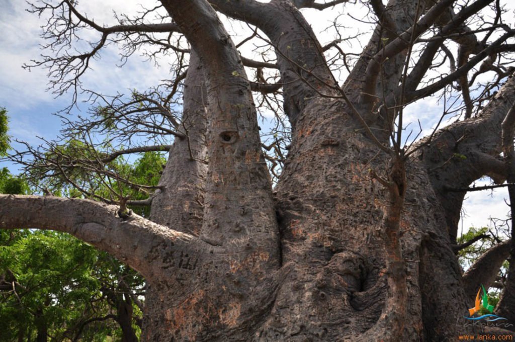 The Baobab – an iconic African Tree – Safari254