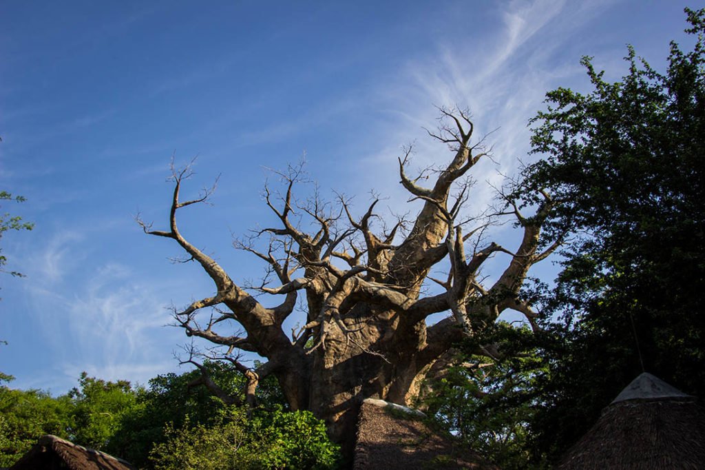 The Baobab – an iconic African Tree – Safari254