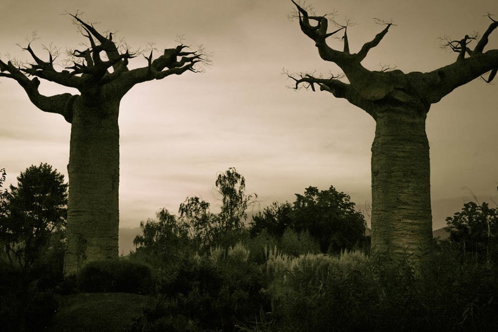 The Baobab – an iconic African Tree – Safari254
