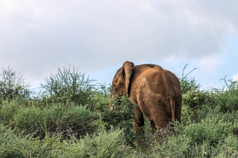 Loisaba Tented Camp – Enchanting, Luxurious and Beyond – Safari254